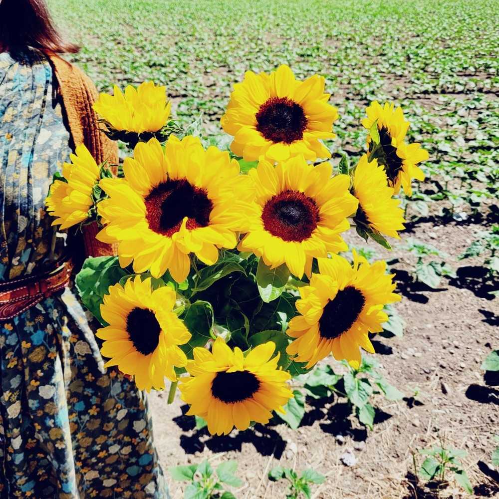 Fleuriste Genève - Livraison Fleurs en Suisse | Commandez | Bouvard Fleurs