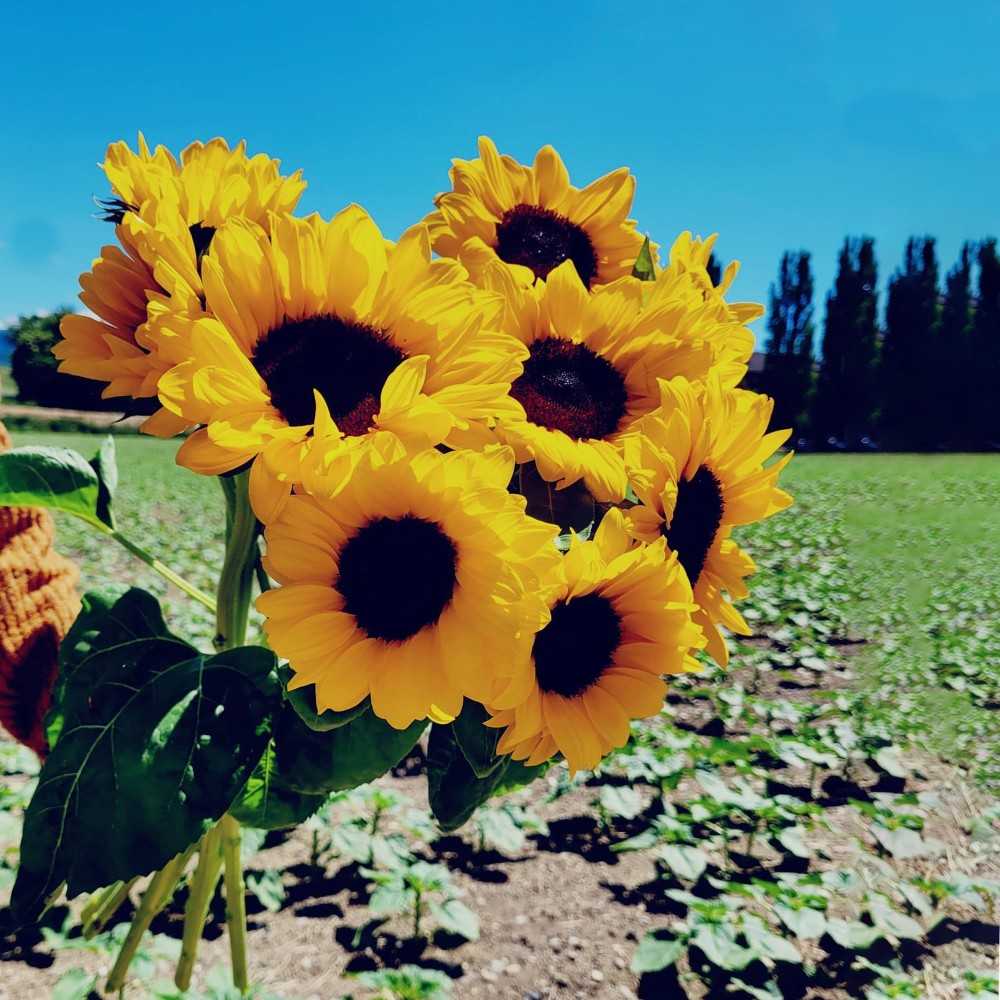 Fleuriste Genève - Livraison Fleurs en Suisse | Commandez | Bouvard Fleurs