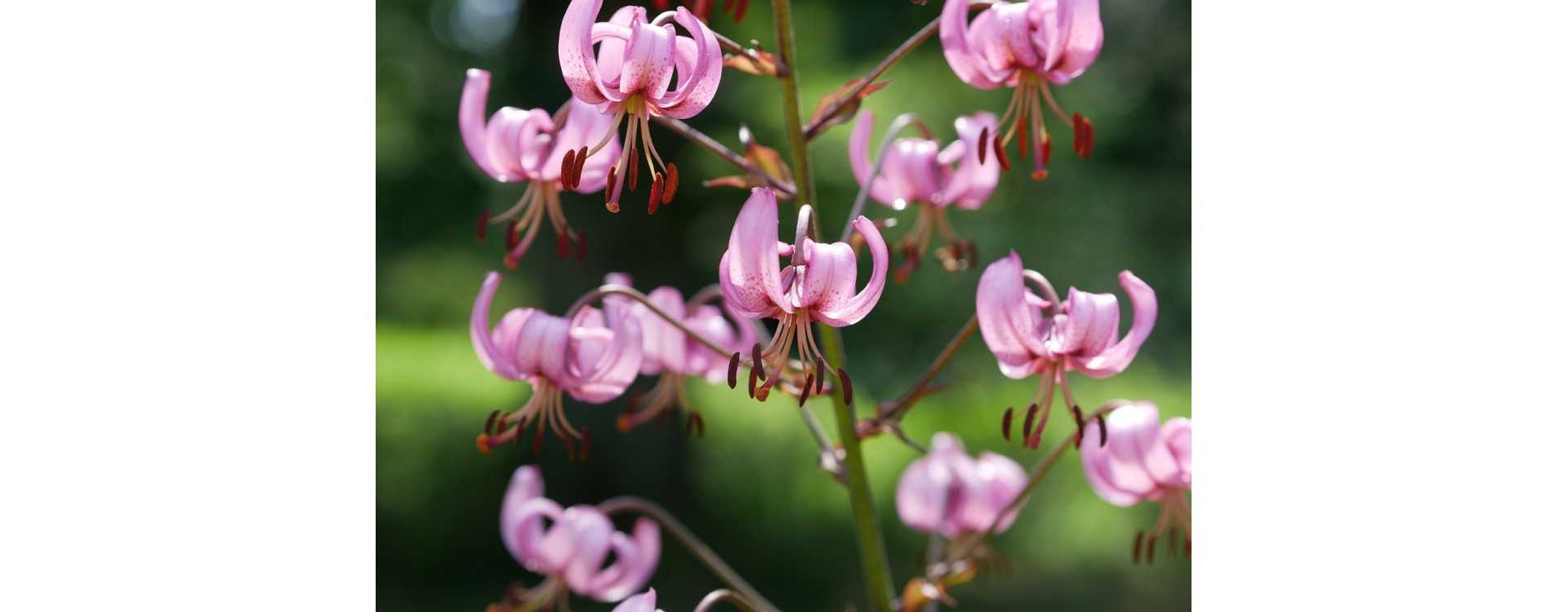 The emblematic native flowers of Switzerland and their uses